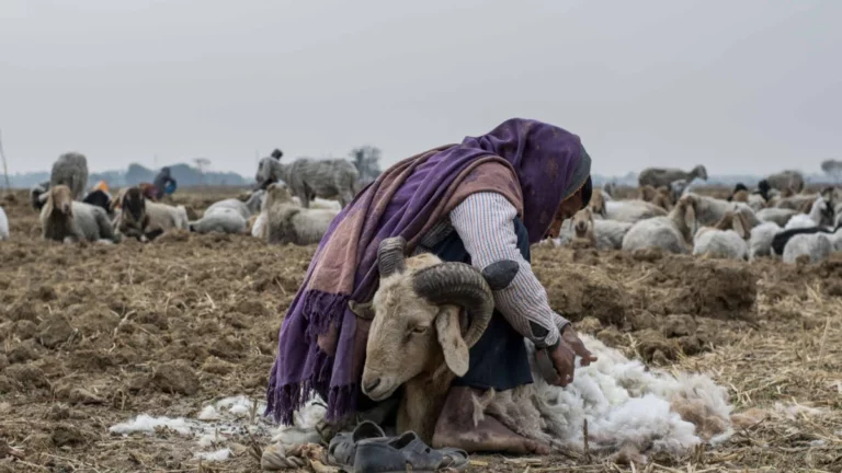 The Gadariya Community: History, Traditions, and Social Role